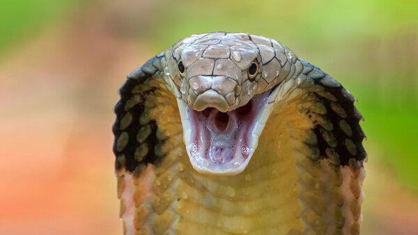 COVAXIS Injektionssuspension in einer Fertigspr. - Beipackzettel ...