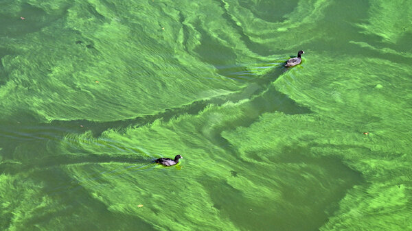 ORAYCEA 40mg Hartkapseln m.veränd.Wirkst.-Frs. - Beipackzettel ...