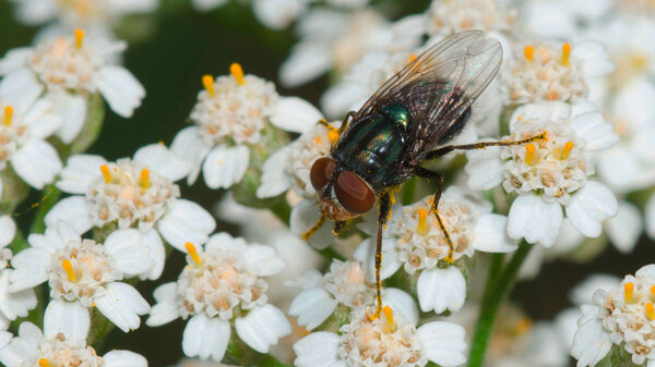 VAGI-HEX 10 mg Vaginaltabletten - Beipackzettel | Apotheken Umschau