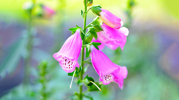 VIANI forte 50 μg/500 μg Diskus Einzeldos.Inh.-P. - Beipackzettel ...