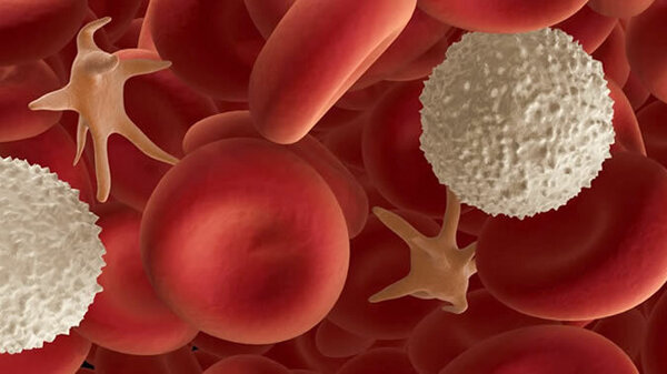 Blut im Fokus: Struktur, Funktion und Einfluss auf die Gesundheit ...