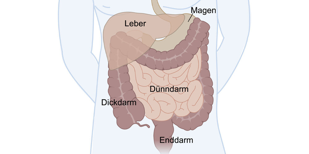 Der Darm – unser Verdauungsorgan | Apotheken Umschau