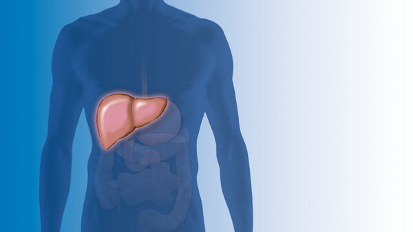 Blutuntersuchung: Leberwerte | Apotheken Umschau