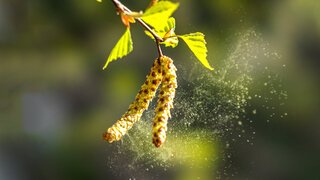 Pollen: Pollenius-App zeigt Belastung in Berlin fast in Echtzeit ...