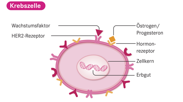 PROGEBEL 100 mg Weichkapseln - Beipackzettel | Apotheken Umschau