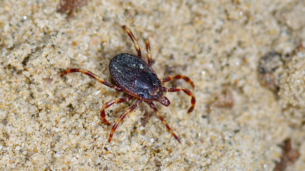 Candida auris: Wie gefährlich ist eine Infektion mit dem Pilz ...