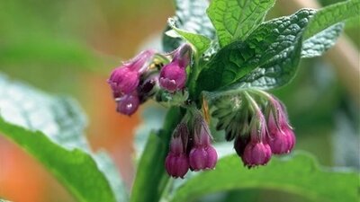 Faulbaum, Faulbaumrinde (Frangula alnus) | Apotheken Umschau