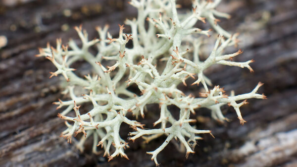 Fünf Tipps gegen Halsweh | Apotheken Umschau