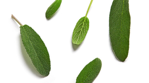 Faulbaum, Faulbaumrinde (Frangula alnus) | Apotheken Umschau