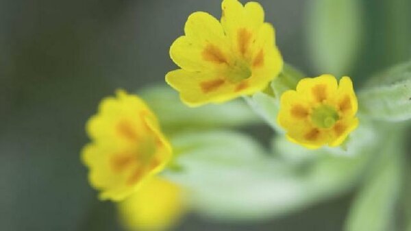 Faulbaum, Faulbaumrinde (Frangula alnus) | Apotheken Umschau