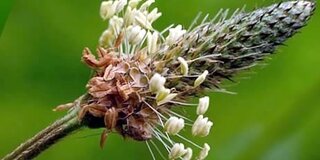 Spitzwegerich | Apotheken Umschau