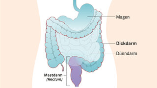 Der Darm – unser Verdauungsorgan | Apotheken Umschau