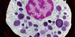 Granulozyten: Ein Mitglied der Leukozytenfamilie | Apotheken Umschau
