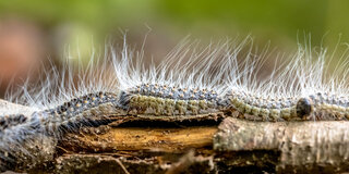 Eichenprozessionsspinner: Wie gefährlich sind sie wirklich? | Apotheken Umschau