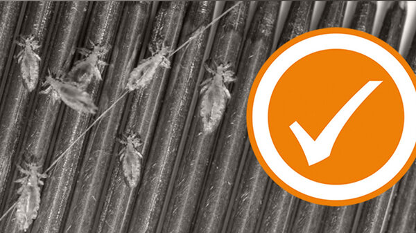 Diese Mittel helfen gegen Läuse | Apotheken Umschau